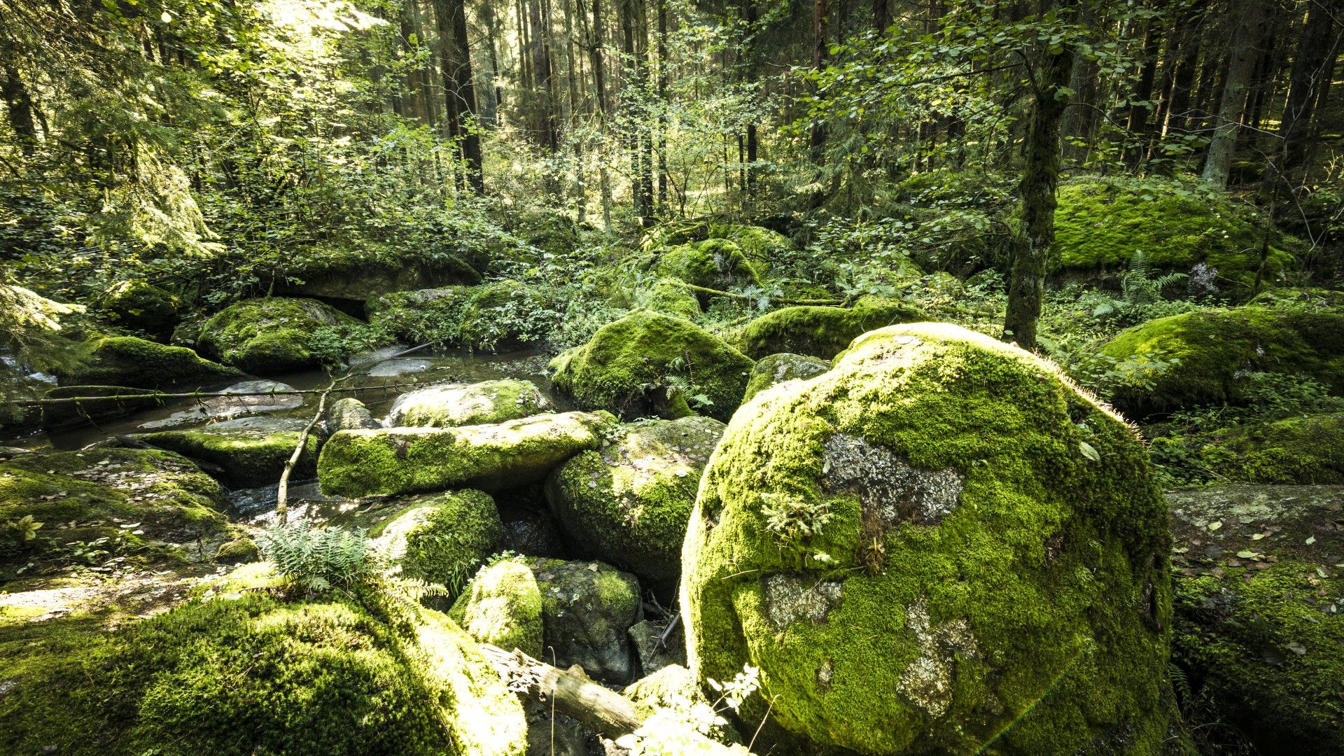 Rundwanderweg Naturschutzgebiet Doost - Oberpfälzer Wald
